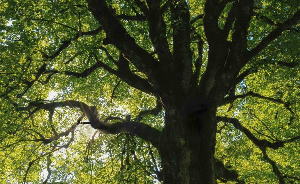Surveyor/arboriculturalist recommendation - SHIFT